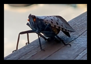 U.S. Battling Swarms of Asian Spotted Lanternflies That Have Invaded 14 ...