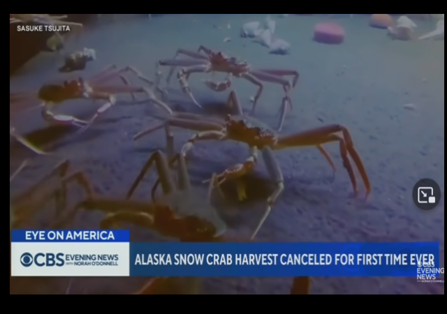 Alaska’s Bering Sea Snow Crab Season Canceled Due to Population Crash