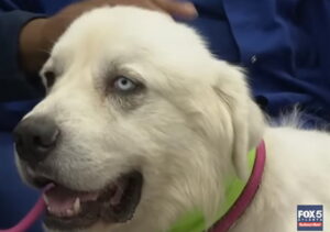 Brave Guard Dog Fights and Kills Eight Coyotes to Defend Flock of Sheep