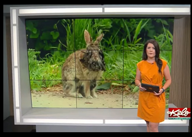 Rabbits With Tentacle-Like Growth Around Head Reported in Colorado ...